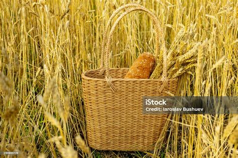 늦여름의 화창한 날 황금빛 들판에서 빵과 밀 줄기 한 덩어리로 가득 찬 고리 버들 바구니 건강한 식생활에 대한 스톡 사진 및 기타 이미지 건강한 식생활 고리 세공