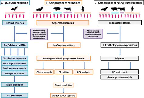 The Workflow Of Analyses And Bioinformatic Pipelines A The Pipeline Download Scientific