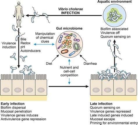 Vibrio Cholerae Pathogenesis Microbewiki
