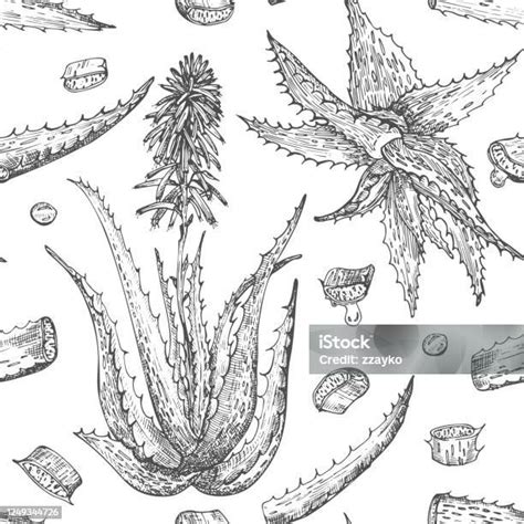 손으로 그린 알로에 베라가 흰색 배경에 고립 된 검은 색의 꽃과 매끄러운 패턴 복고풍 빈티지 어닝 그래픽 디자인 식물 스케치 드로잉 알로에베라 젤에 대한 스톡 벡터 아트 및