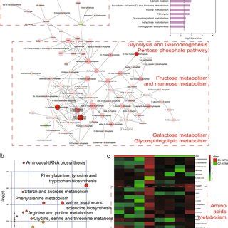 Untargeted Metabolomics And Multivariate Statistical Analysis Of Tumor Download Scientific