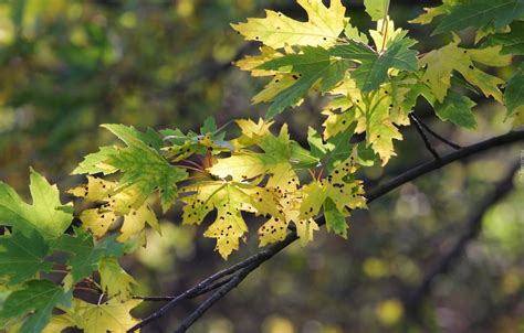 Wallpaper tree leaf twig images for desktop section природа download