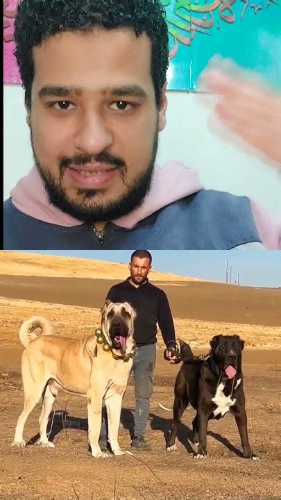 كدا الفرق واضح ؟ Dogs كلاب Germanshepheard Dogger كلاب Rottweiler