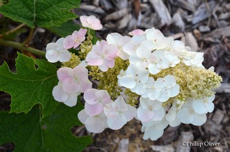 Hydrangea Ruby Slippers Yard N Garden Land