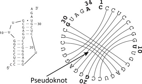 Figure 1 1 From Insights Into RNA Structure By Melding Experiment And Computation Semantic Scholar