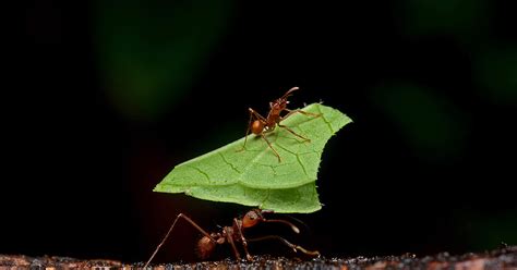 Do Ants Drink Water Do They Need Water Scifaqs Do Ants Drink Water Do They Need Water Scifaqs
