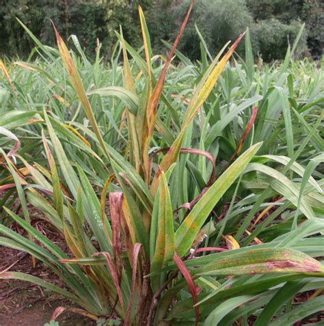 Daylily Breeder Blog Breeding And Selecting For Daylily Rust Resistance