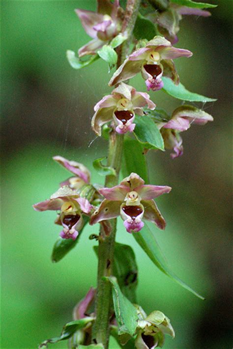 helleborine creationwiki the encyclopedia of creation science