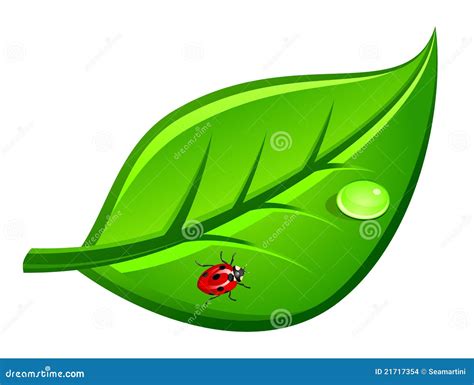 Ladybug On Leaf Stock Vector Illustration Of Fresh Ladybird 21717354