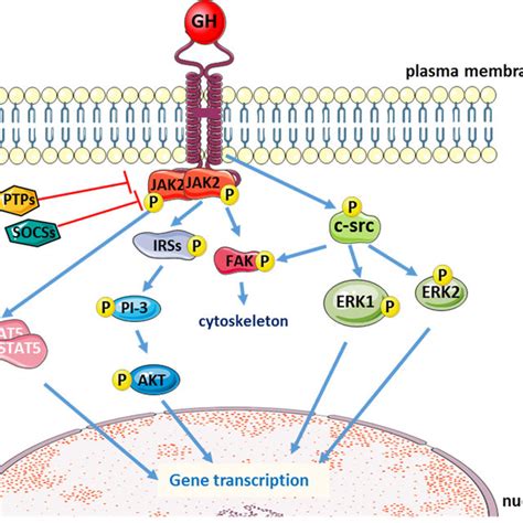 Schematic Representation Of The Main Intracellular Signaling Pathways Download Scientific