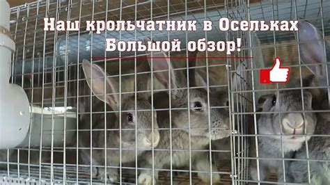Наш крольчатник в Осельках. Большой обзор! - YouTube