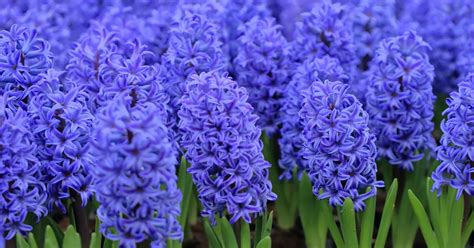 ヒヤシンスの花言葉と由来 花言葉 net