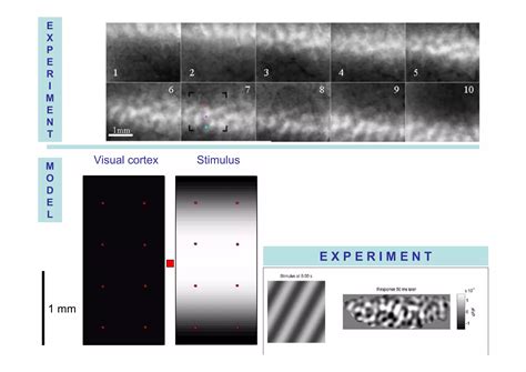 Hierarchy Of Visual Cortex Models Pdf Home Entertainment Systems