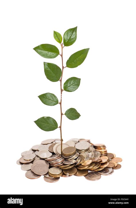 Tree Growing From Pile Of Coins Isolated Stock Photo Alamy
