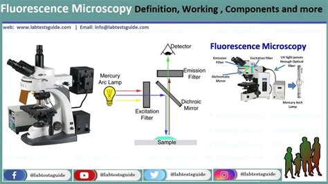 Fluorescence Microscopy Definition Working Components And More Lab
