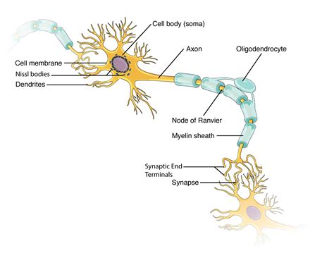 Control Sample The Nissl Body At The Periphery Of The Neuron Neuron