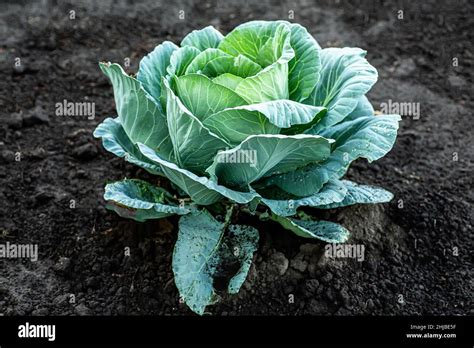 Cultivation Of Cabbage Cabbage Head Growing On Vegetable Bed In Garden
