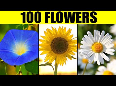 Diffe Types Of Flowers Images With Names Infoupdate Org