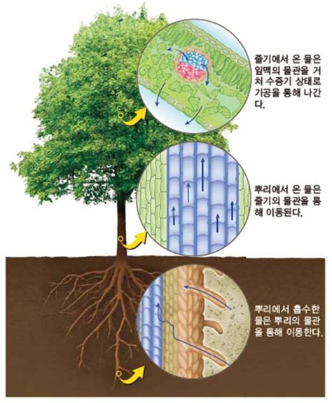 중1 광합성 식물체의 구조와 기능 잎의 증산 작용 네이버 블로그
