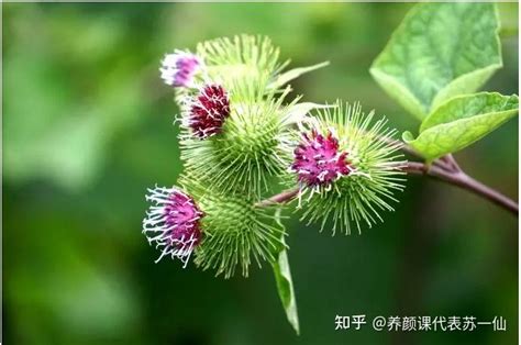 牛蒡 风靡全球的高档蔬菜 知乎