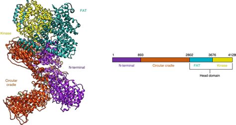 The Overall Structure Of DNA PKcs PDB Id ZFP The Structural Download Scientific Diagram