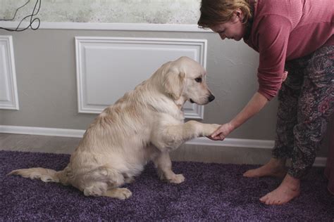 Питомник золотистых ретриверов Лесной Городок