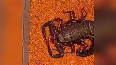 لحظه شگفت‌انگیز پوست‌اندازی کژدم دم‌پهن عربی فیلم