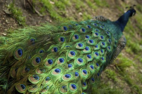 What Color Is Peacock Color