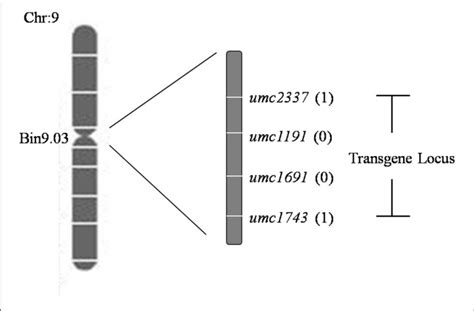 deduced locations of the simple sequence repeat ssr markers and