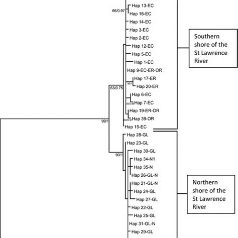 Phylogenetic Relationships Based On Maximum Likelihood Ml And Download Scientific Diagram