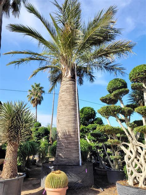 Jubaea Chilensis Photos How To Grow Care At Home