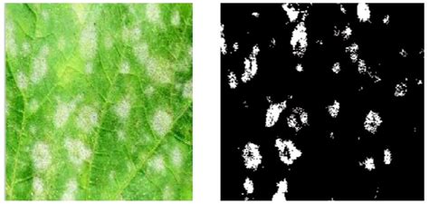 Figure 2 From Crop Leaves High Resolution Images Analysis And Segmentation By A Convolutional