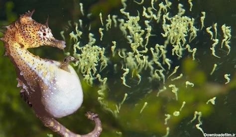 عکس های بچه اسب آبی