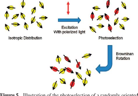 Figure From Fluorescence Polarization Anisotropy In Diagnostics And Imaging Semantic Scholar