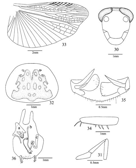 figures 30 36 in taxonomy of margattea shelford 1911 from china