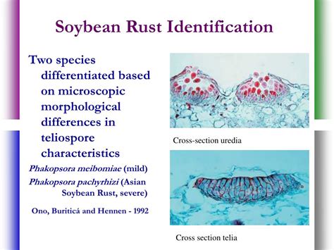Ppt Asian Soybean Rust Powerpoint Presentation Free Download Id 3712176
