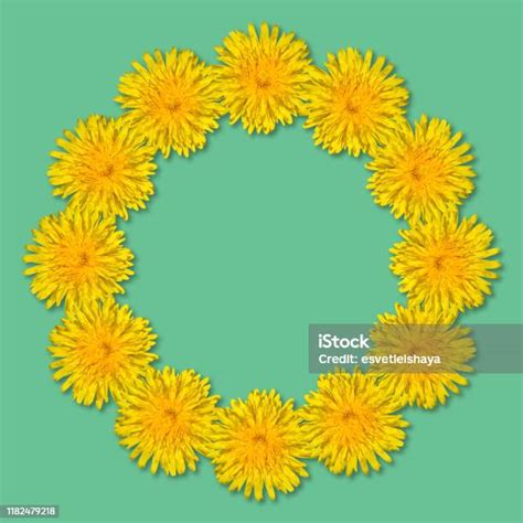 파란색 또는 민트 배경에 고립 된 둥근 프레임에 배치 된 노란색 꽃 민들레에서 꽃 프레임입니다 공간을 복사합니다 0명에 대한 스톡 사진 및 기타 이미지 Istock