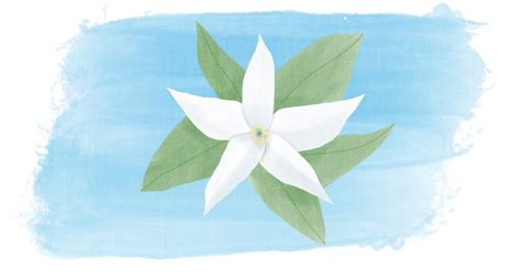 How To Start Unit Testing With Jasmine