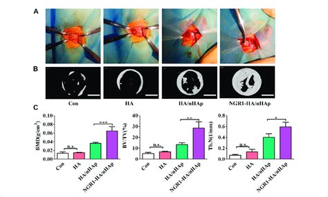 In Vivo Bone Regeneration Ability Of Ngr1 Hanhap Hydrogel A The