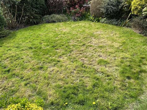 Spongy Lawn Uk Rlandscaping