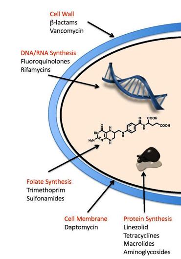 An Overview The Wright Lab