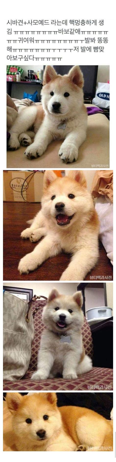 시바견 사모예드 시바예드 에누리 쇼핑지식 자유게시판
