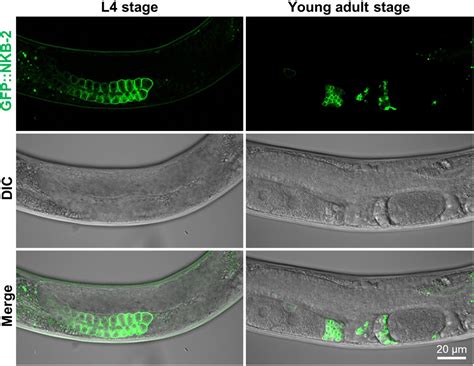 Cell Press Star Protocols