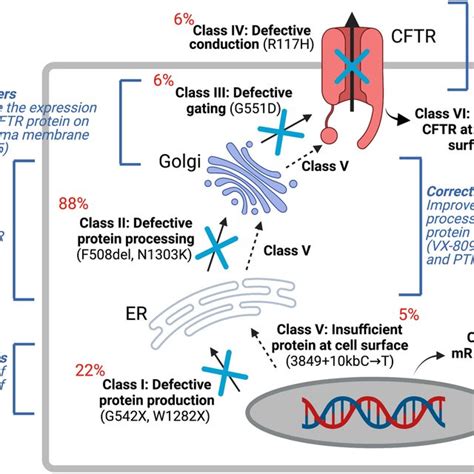 The Defect In Cystic Fibrosis A Mutation In The Cftr Gene Prevents Cl Download Scientific