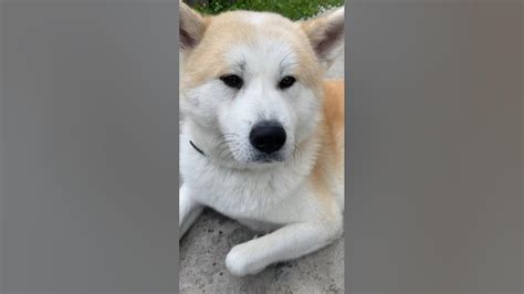 წამალი Youtube