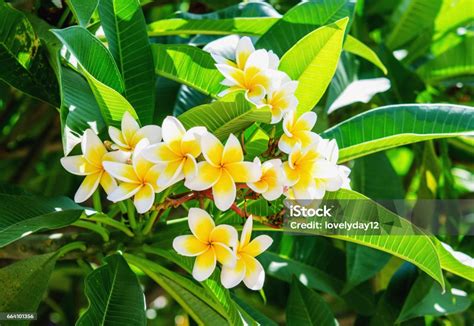 나뭇잎으로 둘러싸인 식물에 플루메리아 옐로우와 핑크 프랑지파니 꽃 꽃 식물에 대한 스톡 사진 및 기타 이미지 꽃 식물 냄새 맡기 노랑 Istock