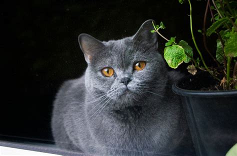 The Psychology Of Catnip Why Some Cats Go Crazy And Others Dont Care