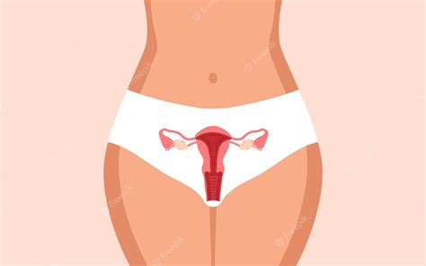 자궁의 구조 여성 생식 기관 프리미엄 벡터