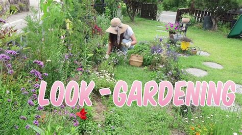 6월 여름꽃 가득 피고있는 정원수국레이스플라워애기접시꽃글로브길리아고려엉겅퀴 등등 비가 오기전 정원에 해주는 일