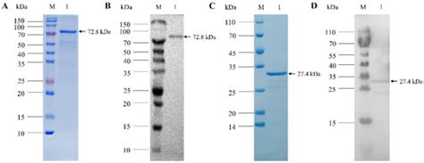 Dna Prime And Recombinant Protein Boost Vaccination Confers Chickens With Enhanced Protection